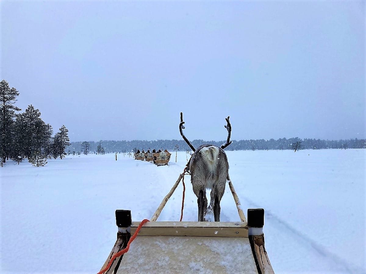 Rentierfarm Lappland: Infos und Tipps für ein magisches Erlebnis